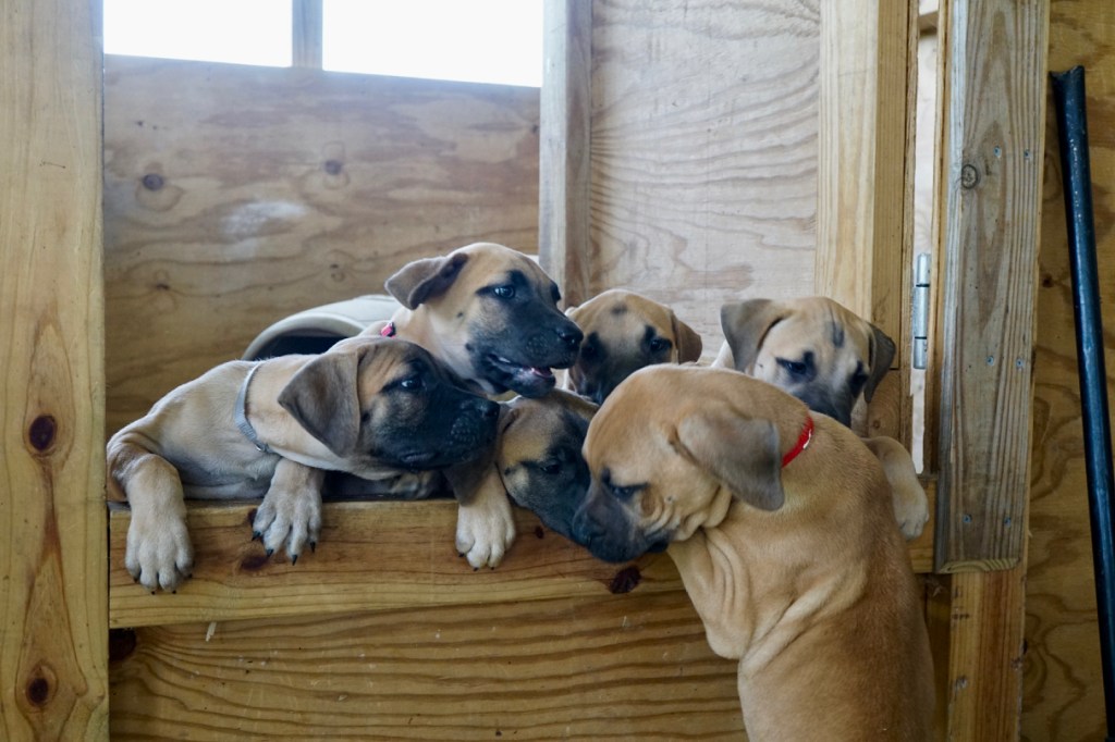 Our Black Mouth Cur – A Pupdate – EARTH to DOME