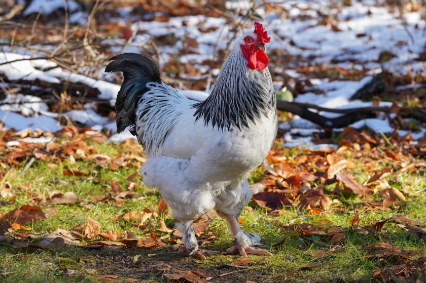 Chickens and Snow – Weeks 39-40 with Chickens – EARTH to DOME