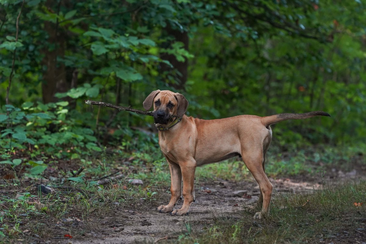 Our Black Mouth Cur – A Pupdate – EARTH to DOME