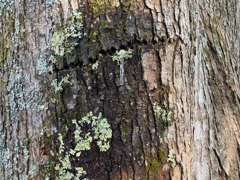 Guide to Easy Maple Syrup in the Southern Appalachians – EARTH to DOME