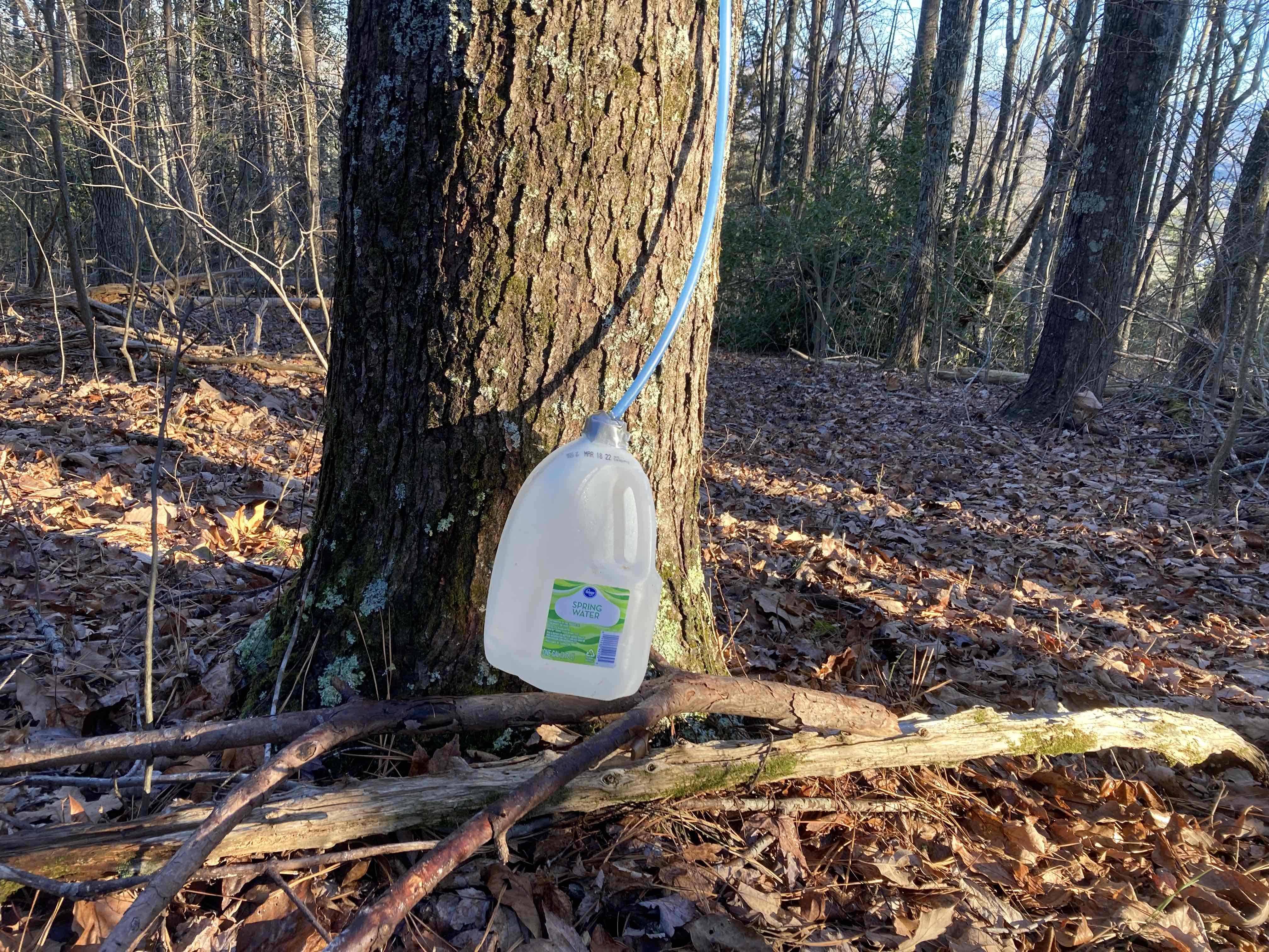 Guide to Easy Maple Syrup in the Southern Appalachians – EARTH to DOME